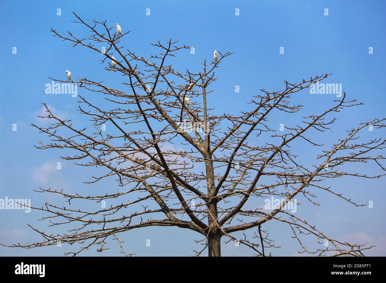 Old leafless tree silhouette hi-res stock photography and images - Alamy