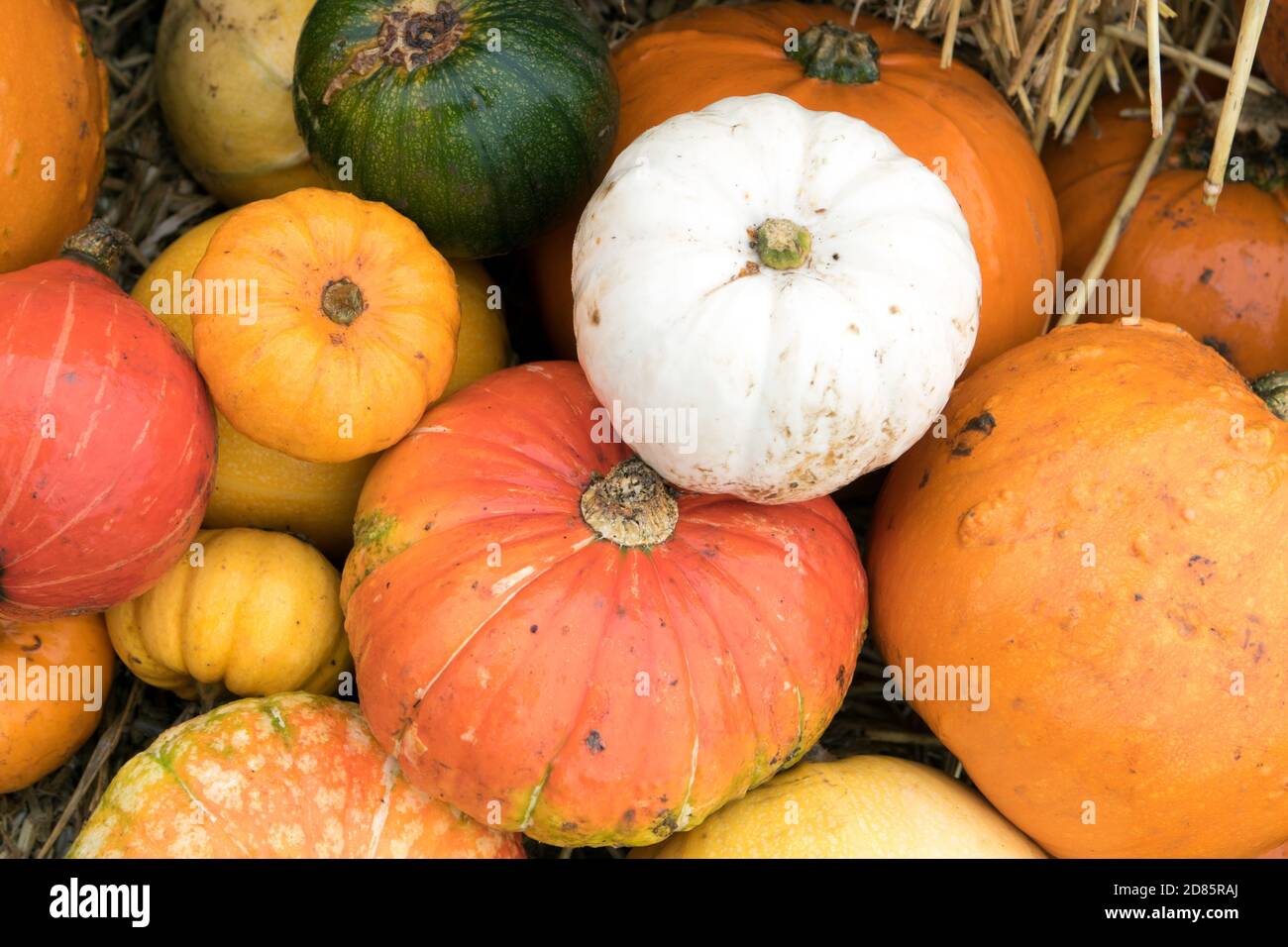 Vibrant pumpkin colors hi-res stock photography and images - Alamy