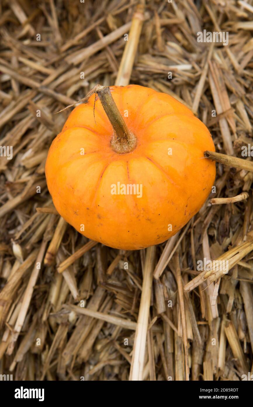 Seasonal Produce Display High Resolution Stock Photography and Images ...