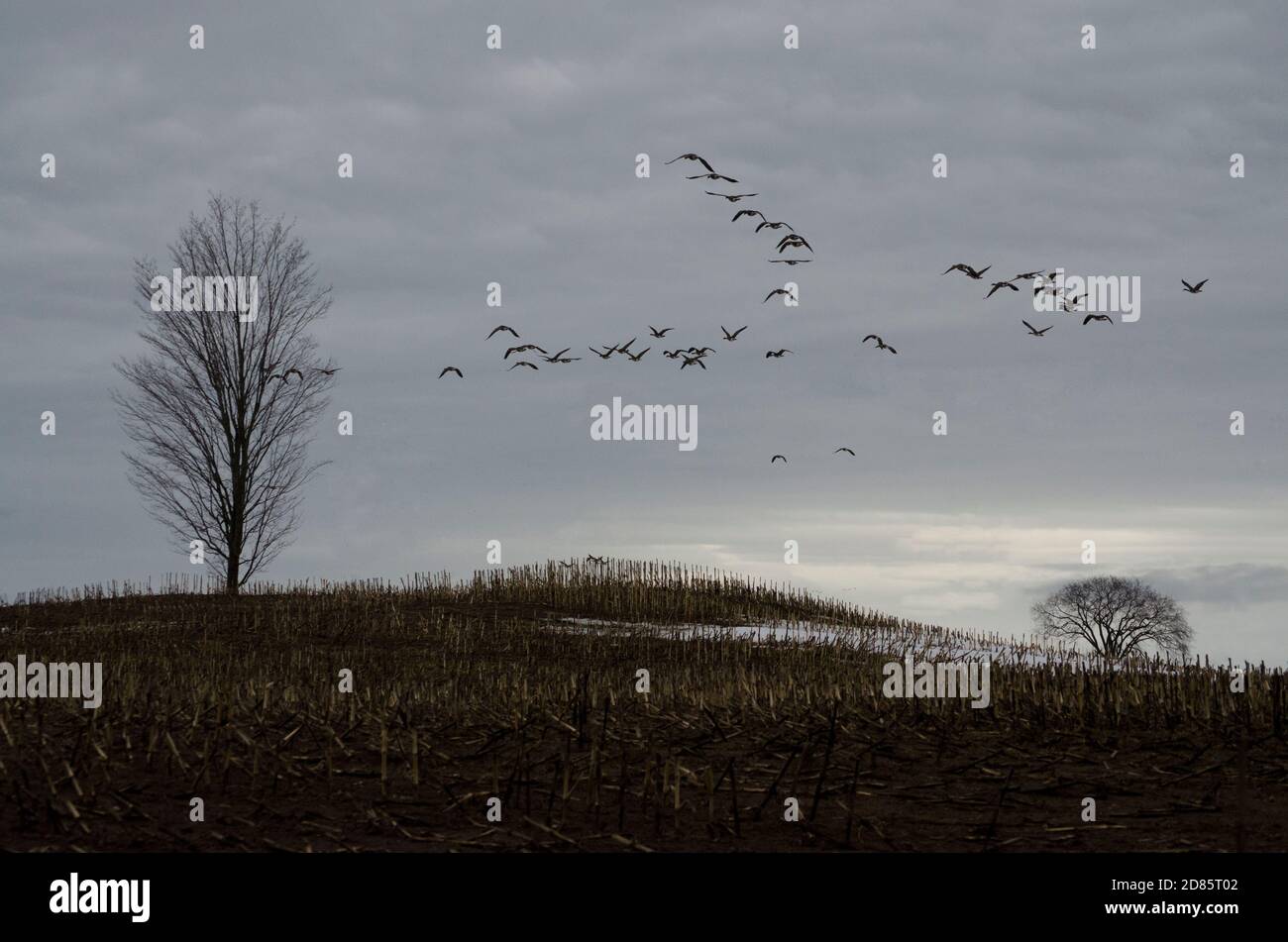 Geese leave corn field heading to nesting grounds Stock Photo - Alamy