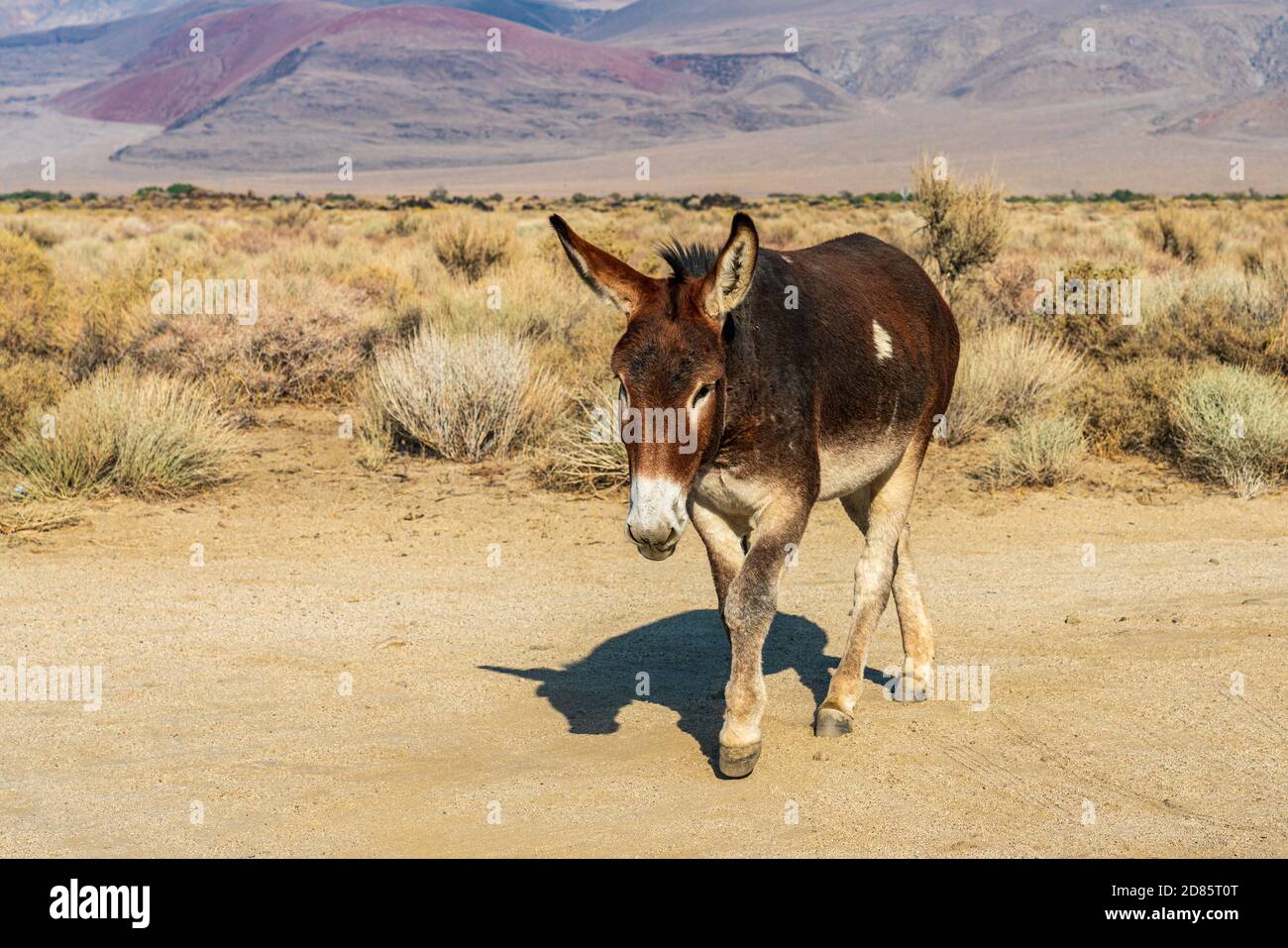 Image of a donkey, burro, mule, wild burro in the desert Stock Photo ...