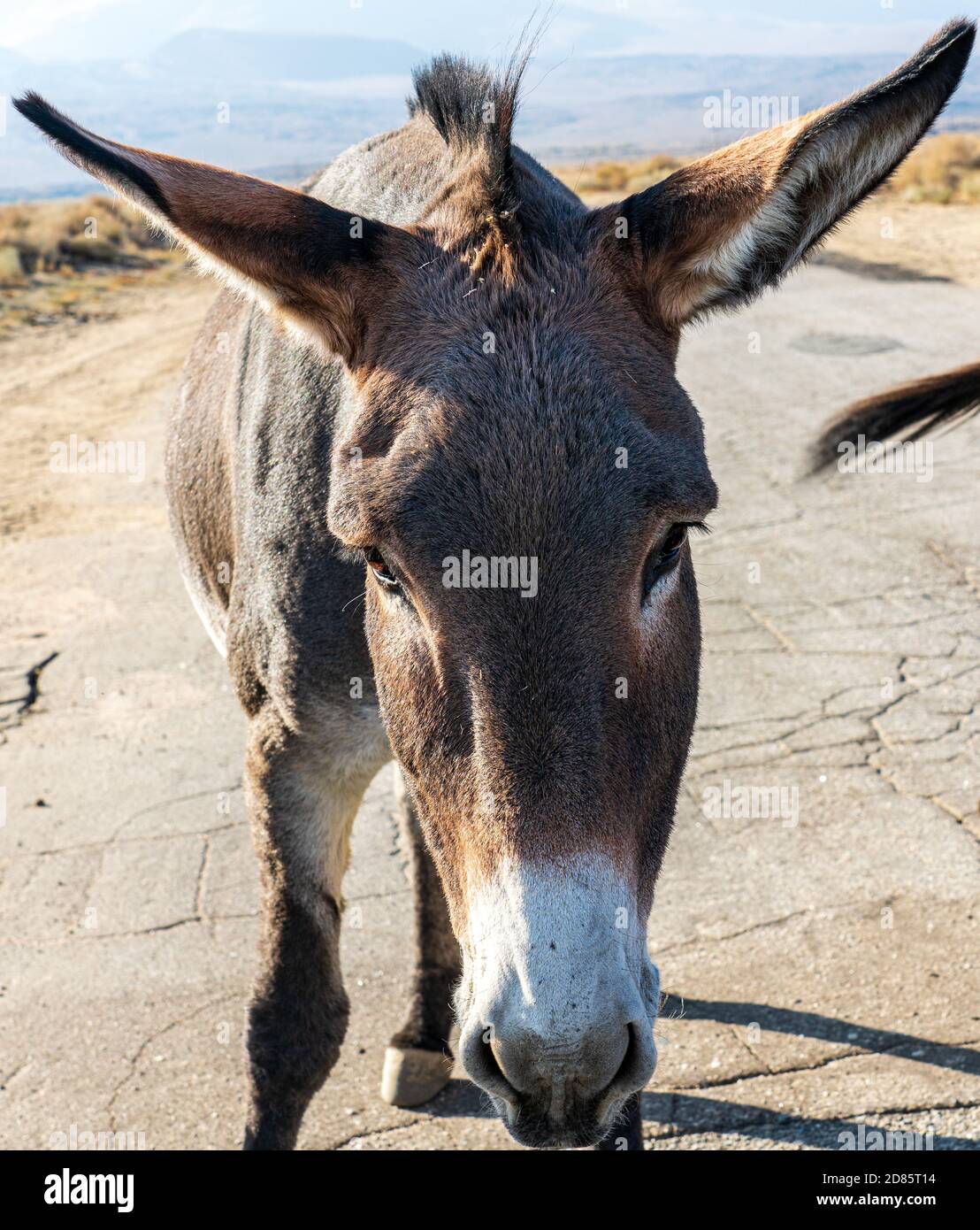 Image of a donkey, burro, mule, wild burro in the desert Stock Photo ...