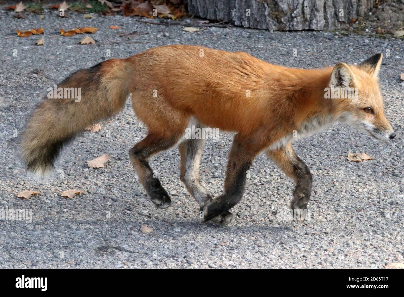 Fox cubs by the road and crossing the road Stock Photo - Alamy