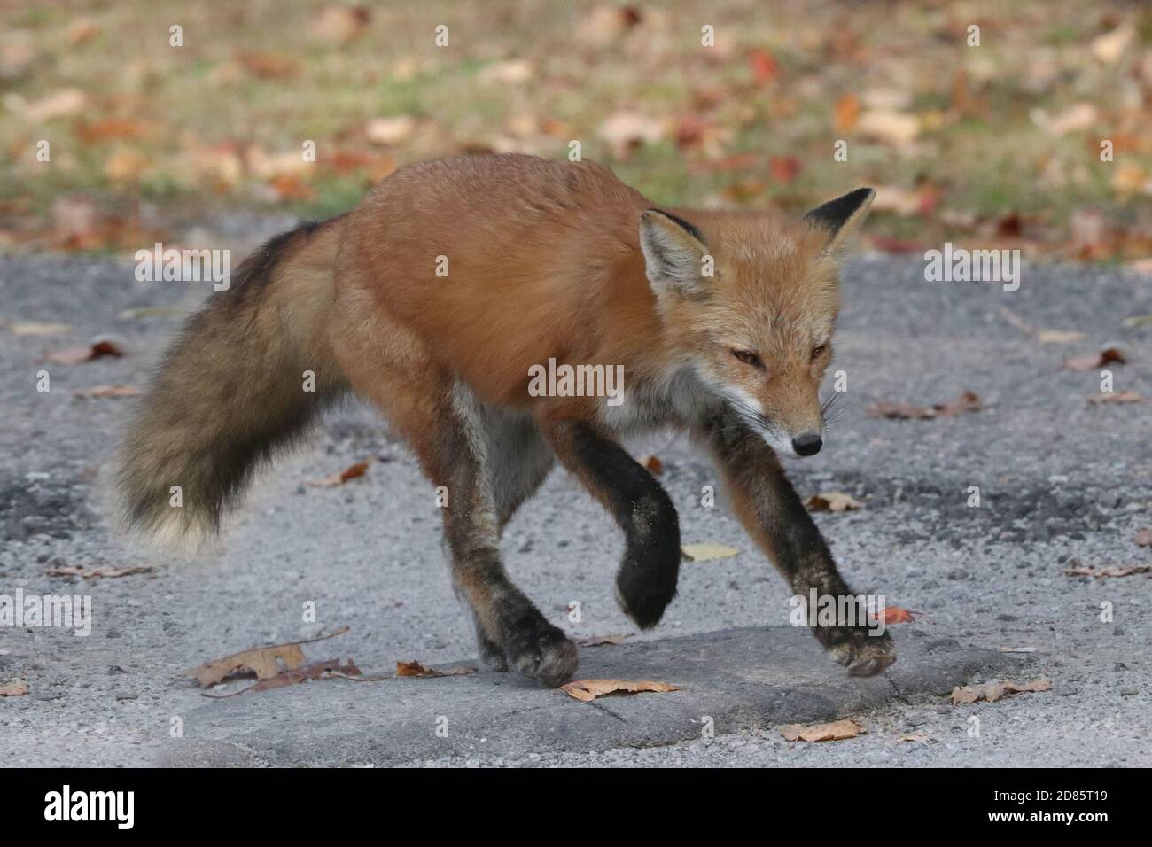Fox cubs by the road and crossing the road Stock Photo - Alamy
