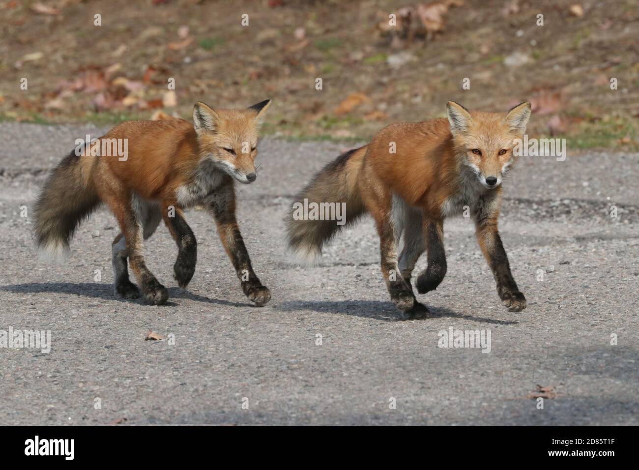 Black legs and tear tips hi-res stock photography and images - Alamy
