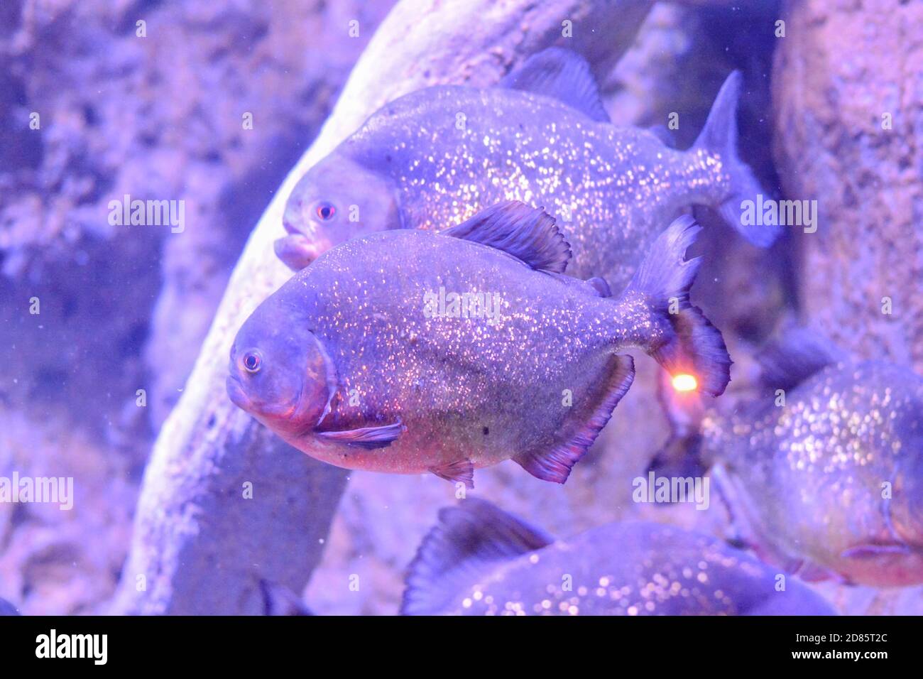 Fish in Aquarium Stock Photo - Alamy