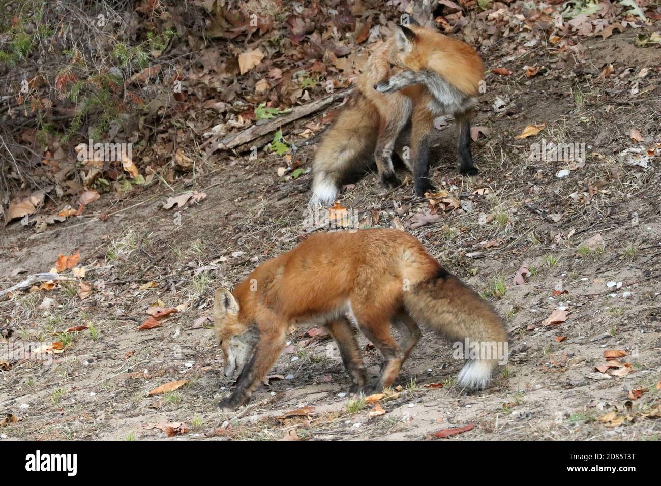 Itchy fox hi-res stock photography and images - Alamy