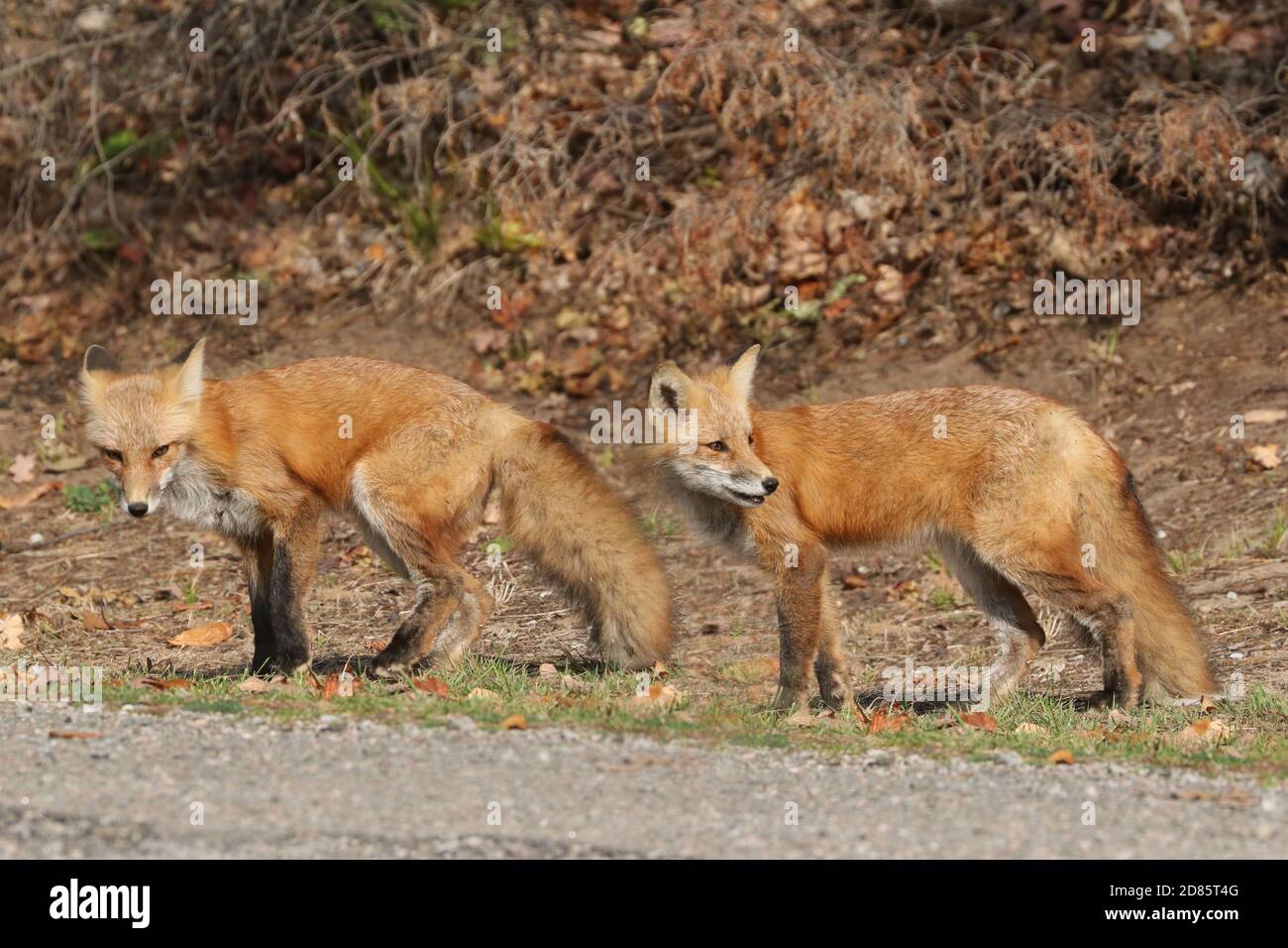 Fox cubs by the road and crossing the road Stock Photo - Alamy
