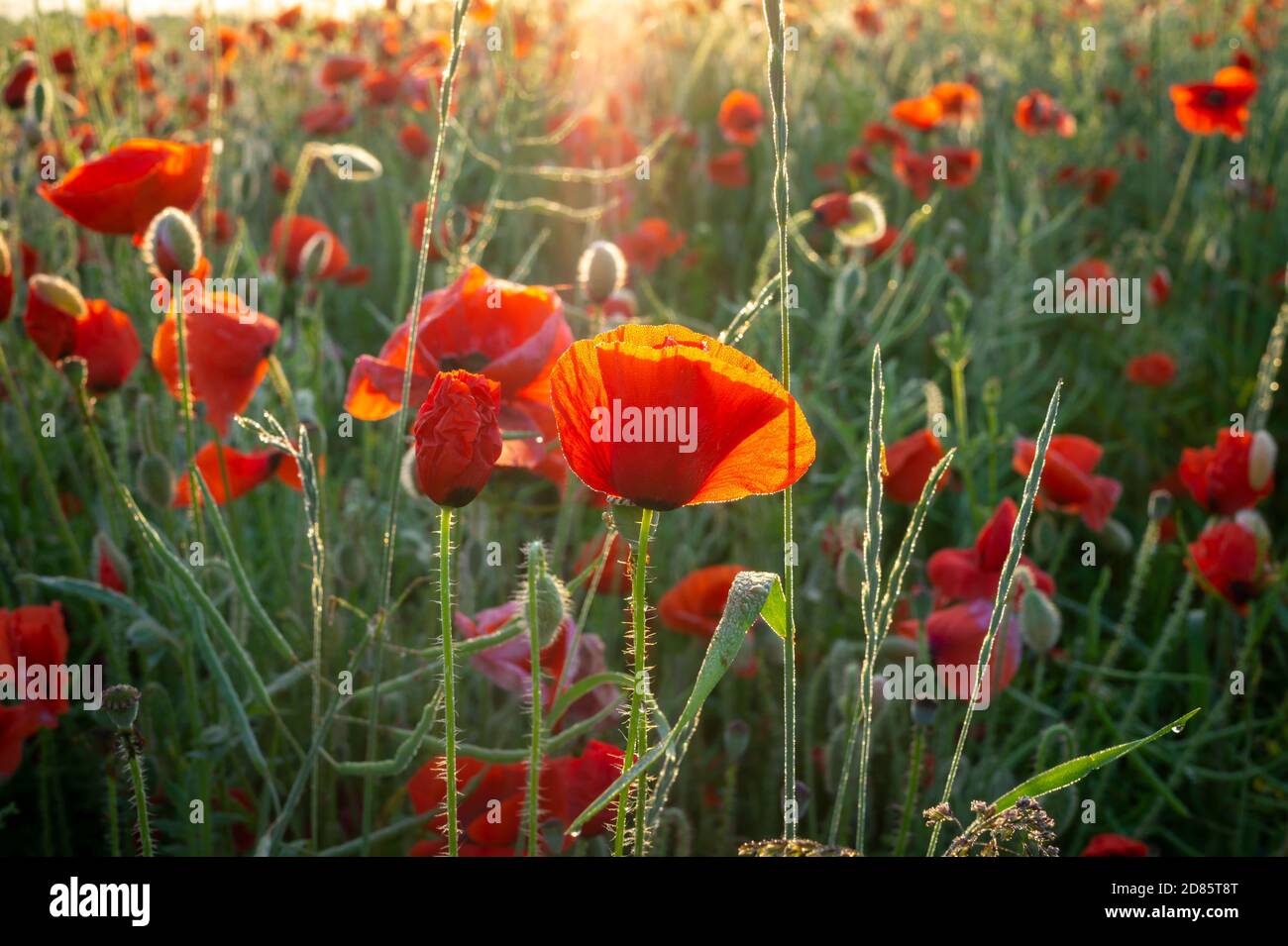 Red corn poppies in an agricultural field or meadow backlit at sunset ...