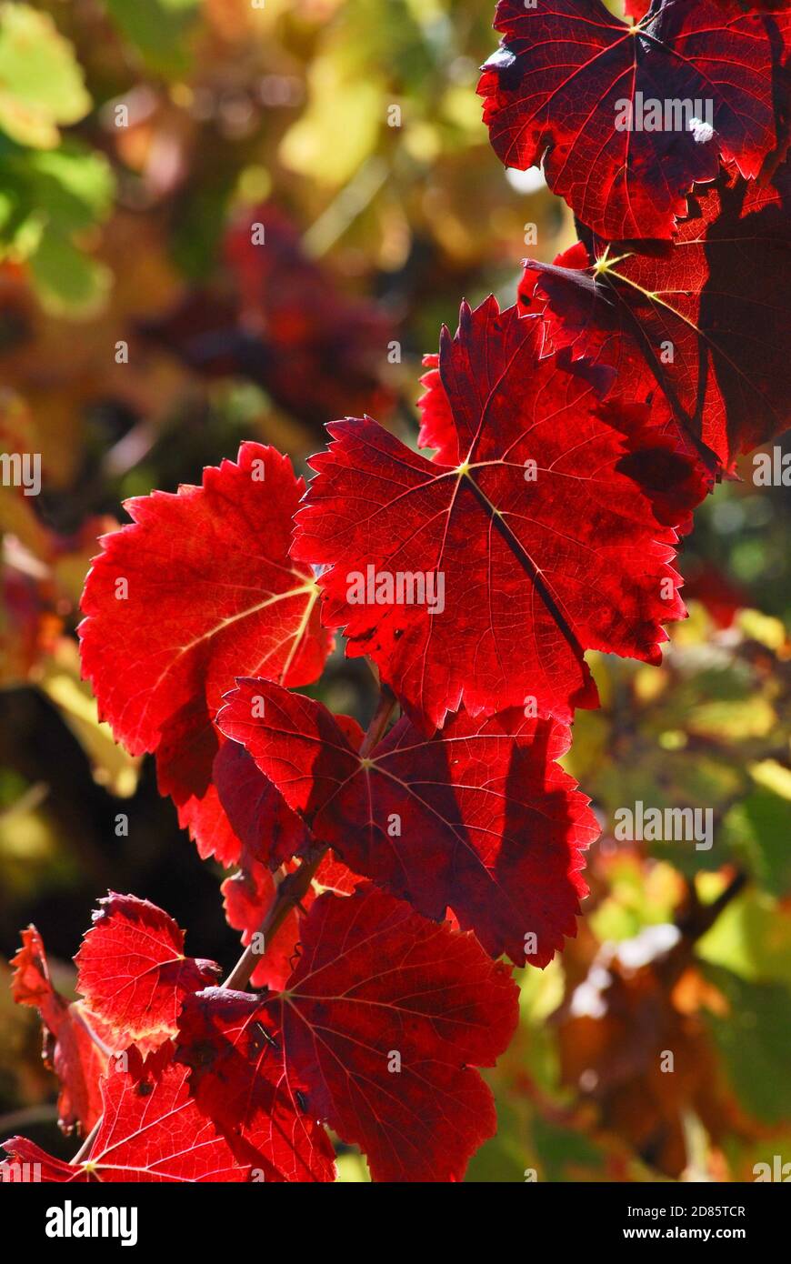 Colors in provence hi-res stock photography and images - Alamy