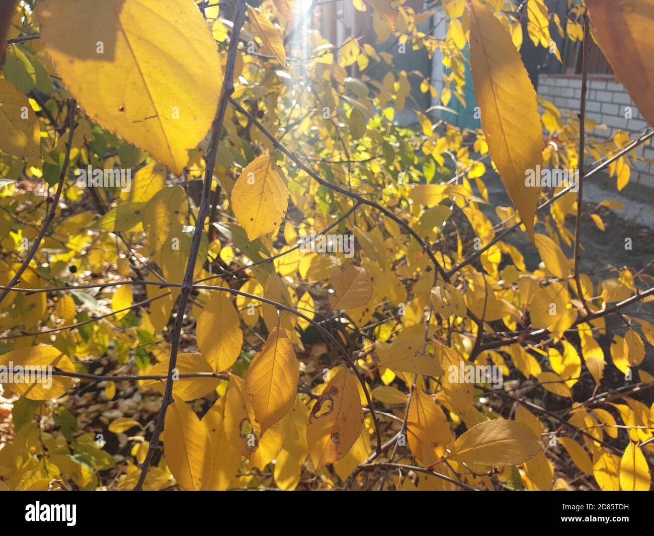 Beautiful yellow and green leaves rustle in the autumn wind blowing ...