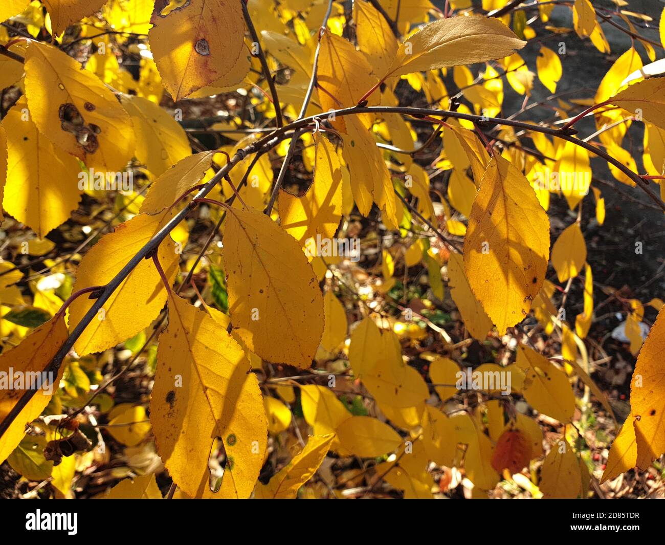 Wind Blowing Green Leaves