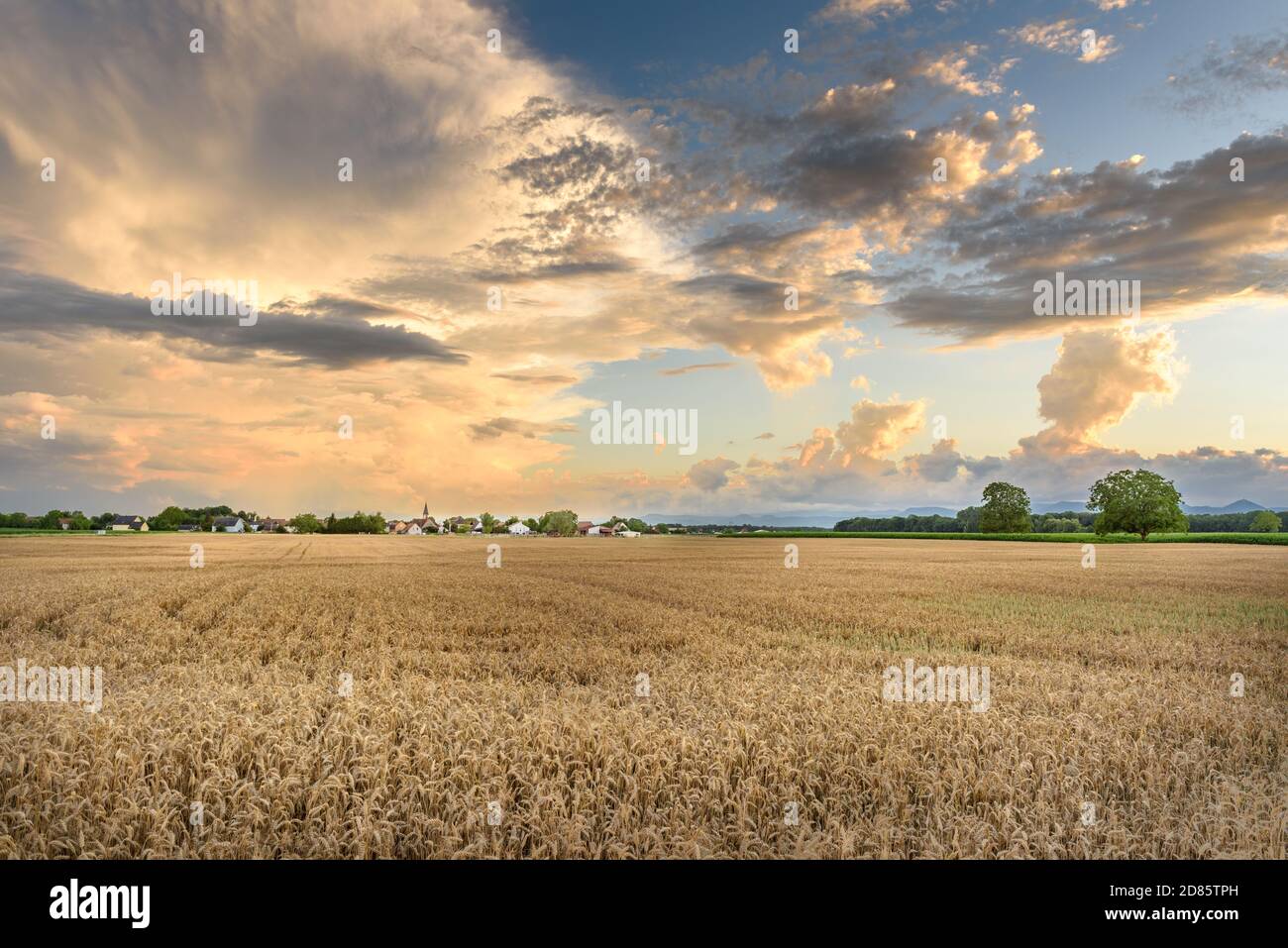 Cereal field in the French countryside Stock Photo - Alamy