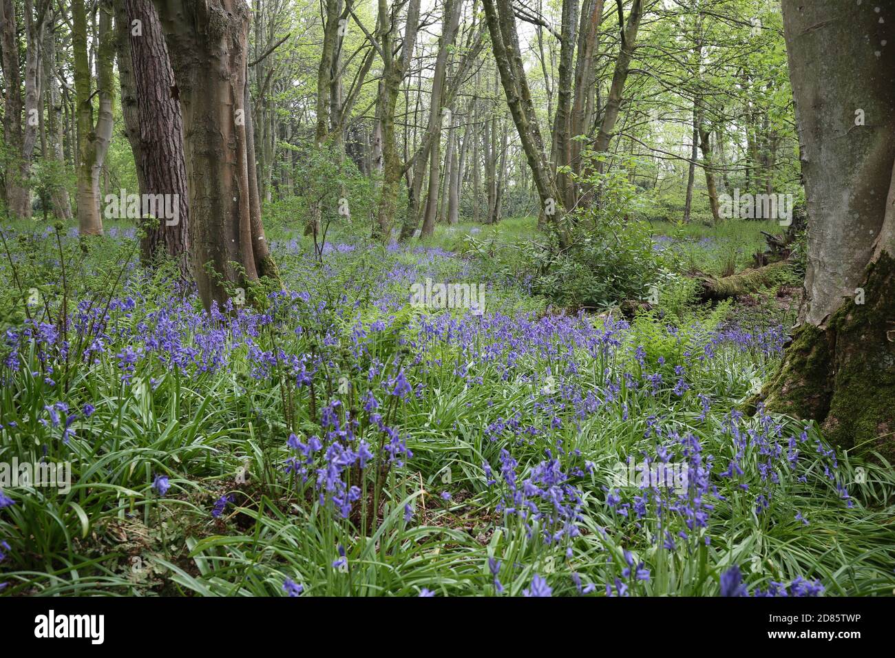 Fullerton Woods, Troon , Ayrshire, Scotland 24 April 2019 A magical ...