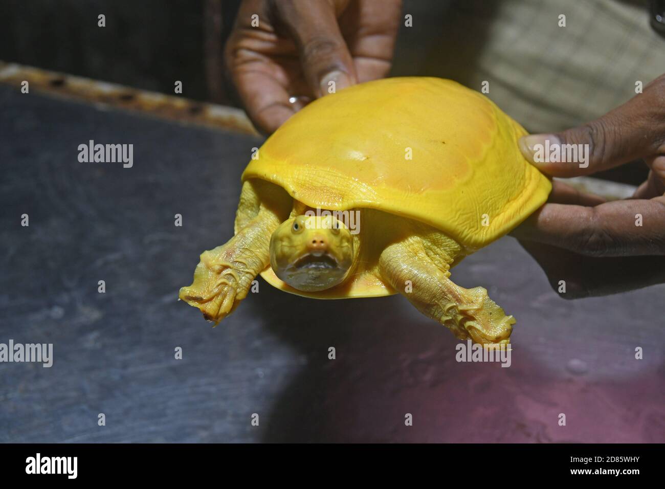 Yellow Turtle - Indian Softshell Turtle prey of rare albinism found ...