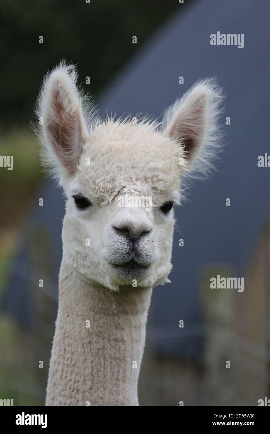 Confused Alpaca