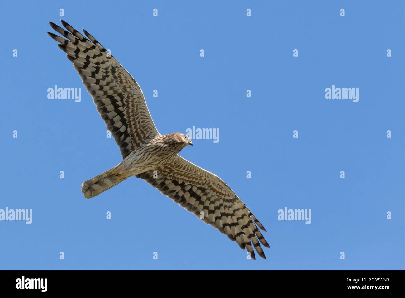Montagu's Harrier (Circus pygargus), adult female in flight seen from ...