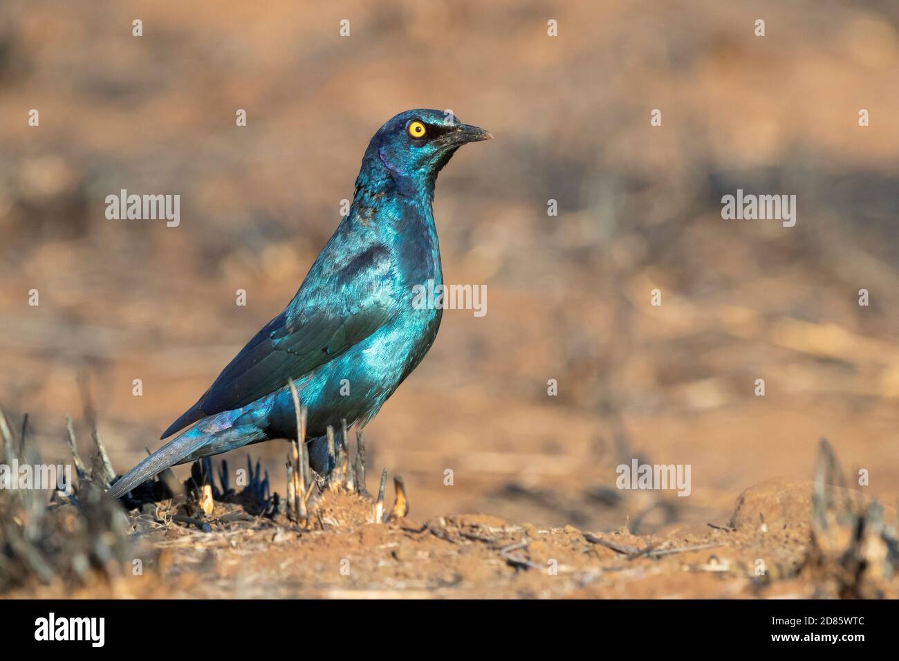 Cape Starling (Lamprotornis nitens), side view of an adult standing on ...