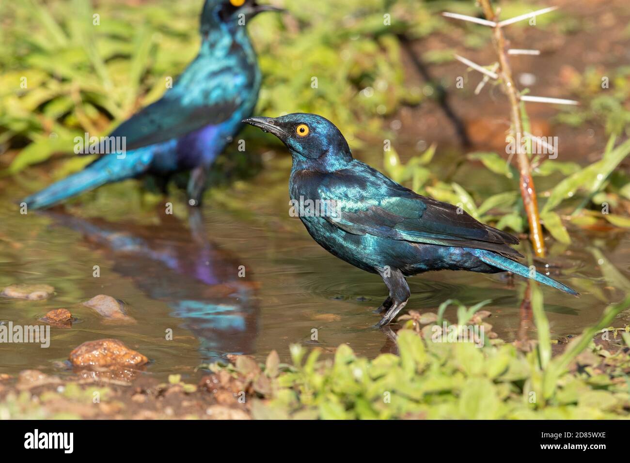 Cape Starling (Lamprotornis nitens), side view of an adult standing in ...