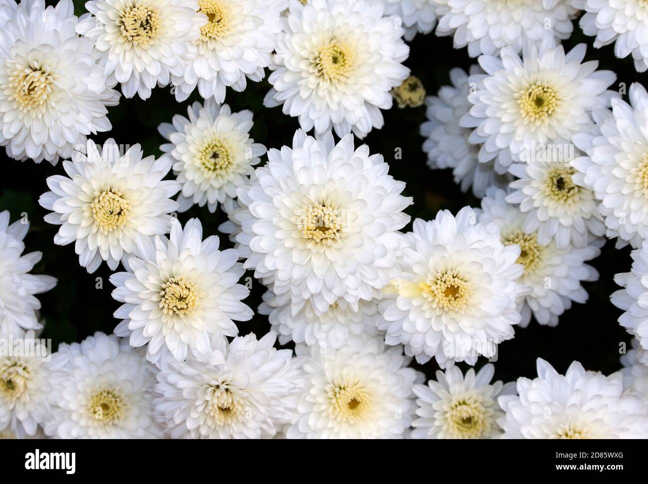 White asters hi-res stock photography and images - Alamy