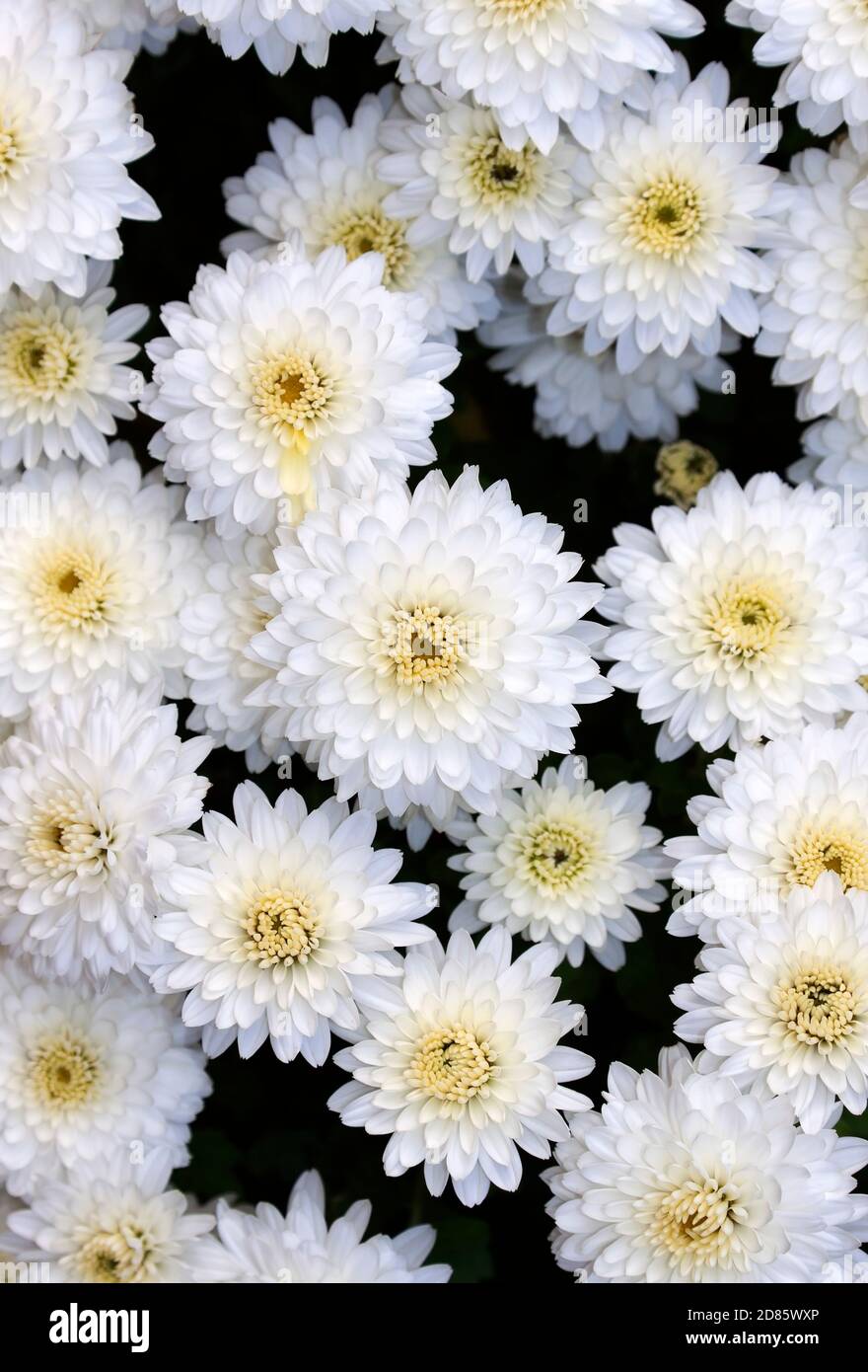 White asters hi-res stock photography and images - Alamy