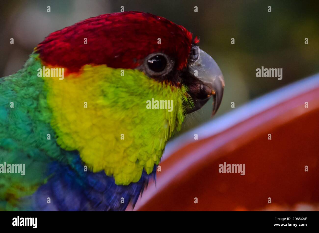 Parrot Tropical Bird Stock Photo - Alamy