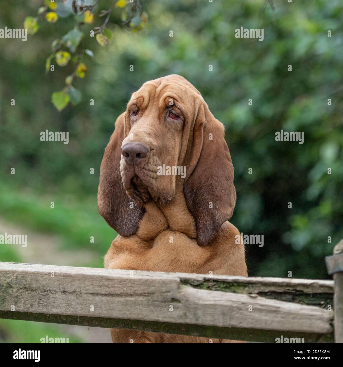 Dog looking over fence hi-res stock photography and images - Alamy