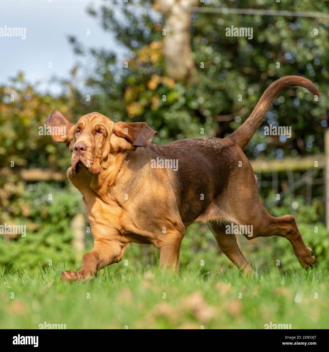 How Fast Can A Bloodhound Dog Run