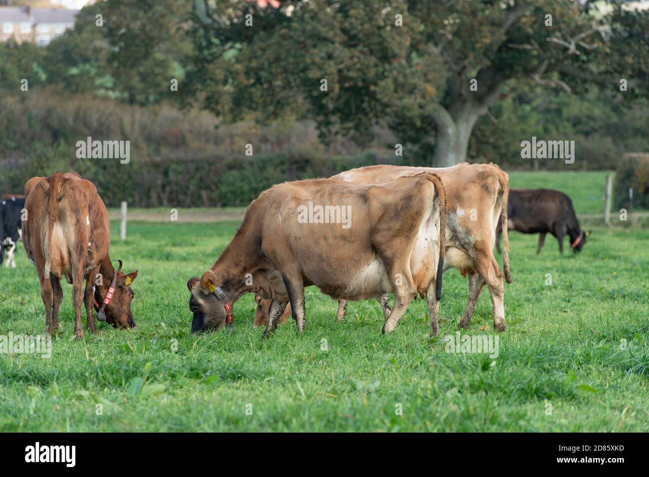 Idyllic scene of grazing cattle hi-res stock photography and images - Alamy