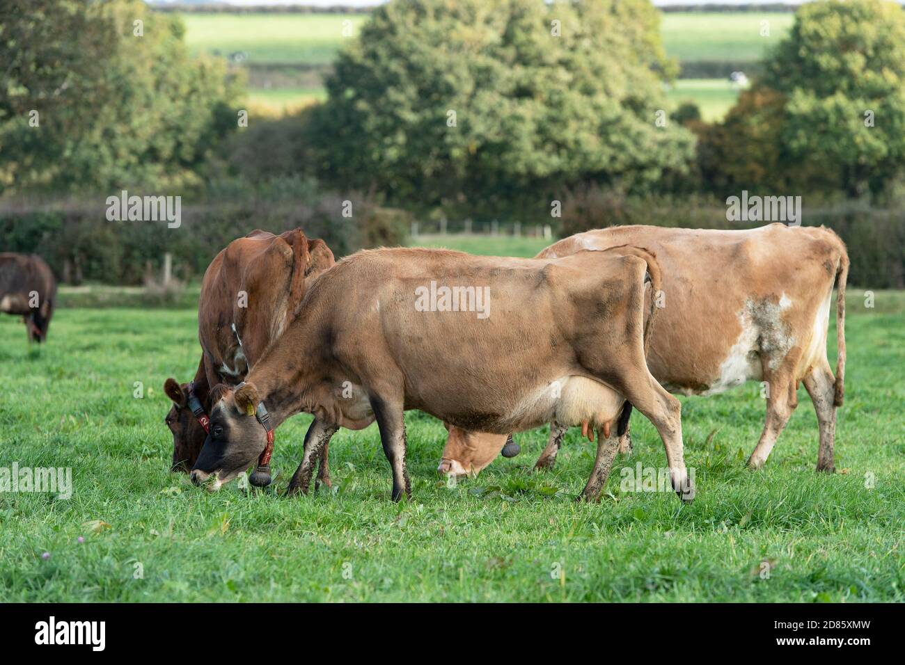 Jersey cow grazing hi-res stock photography and images - Alamy