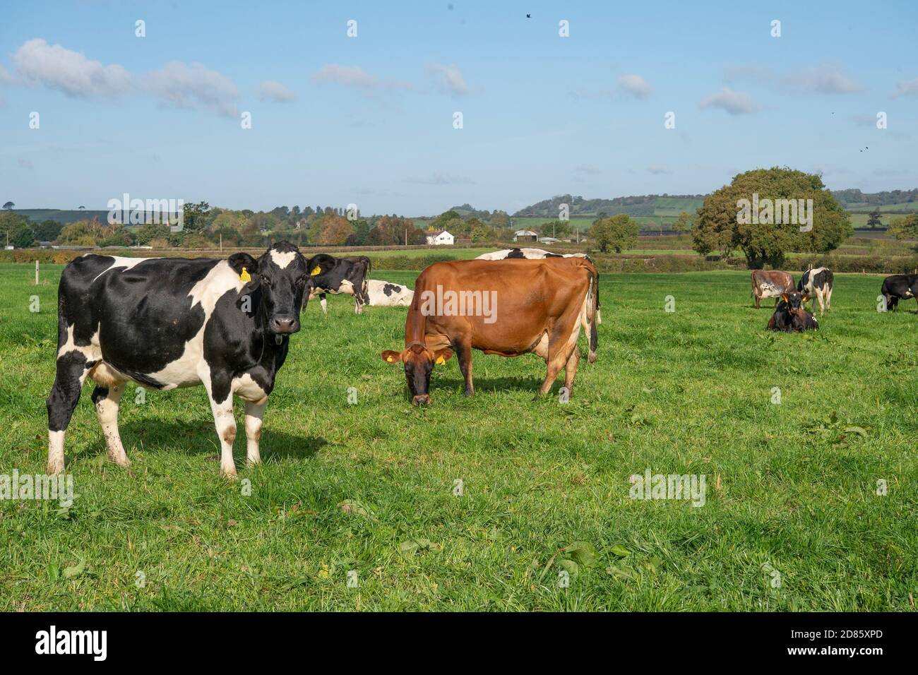 Jersey Cow Grazing High Resolution Stock Photography and Images - Alamy
