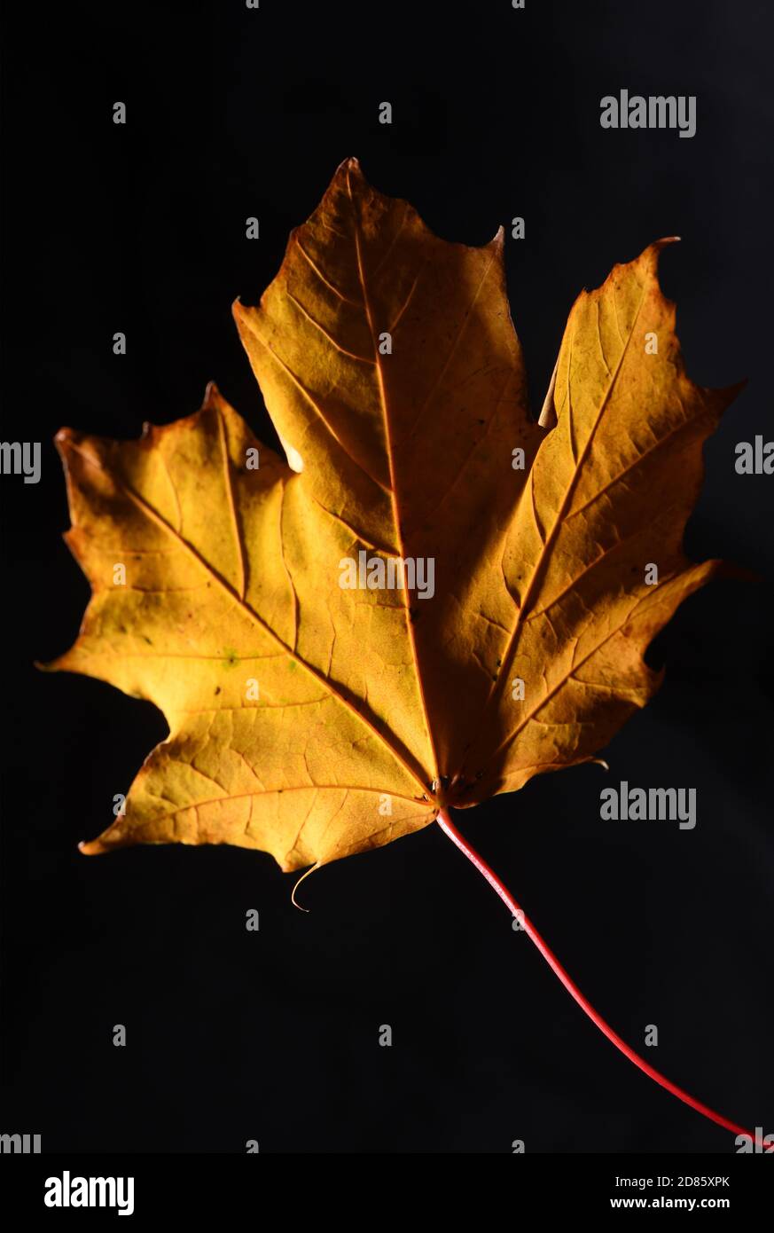 A still life of a yellow maple leaf and stem against a black background ...
