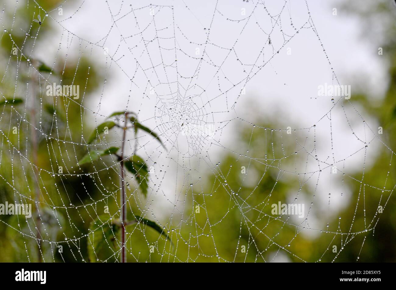 Spiders Web With Raindrops High Resolution Stock Photography and Images ...