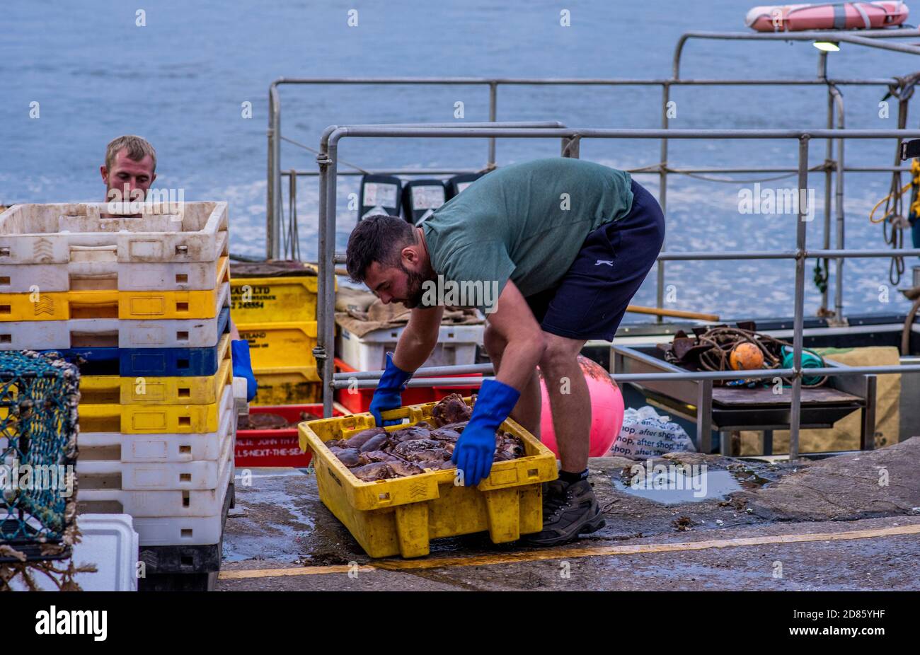 Fisherman lifting crate of fresh caught fish, Wells Next The Sea ...