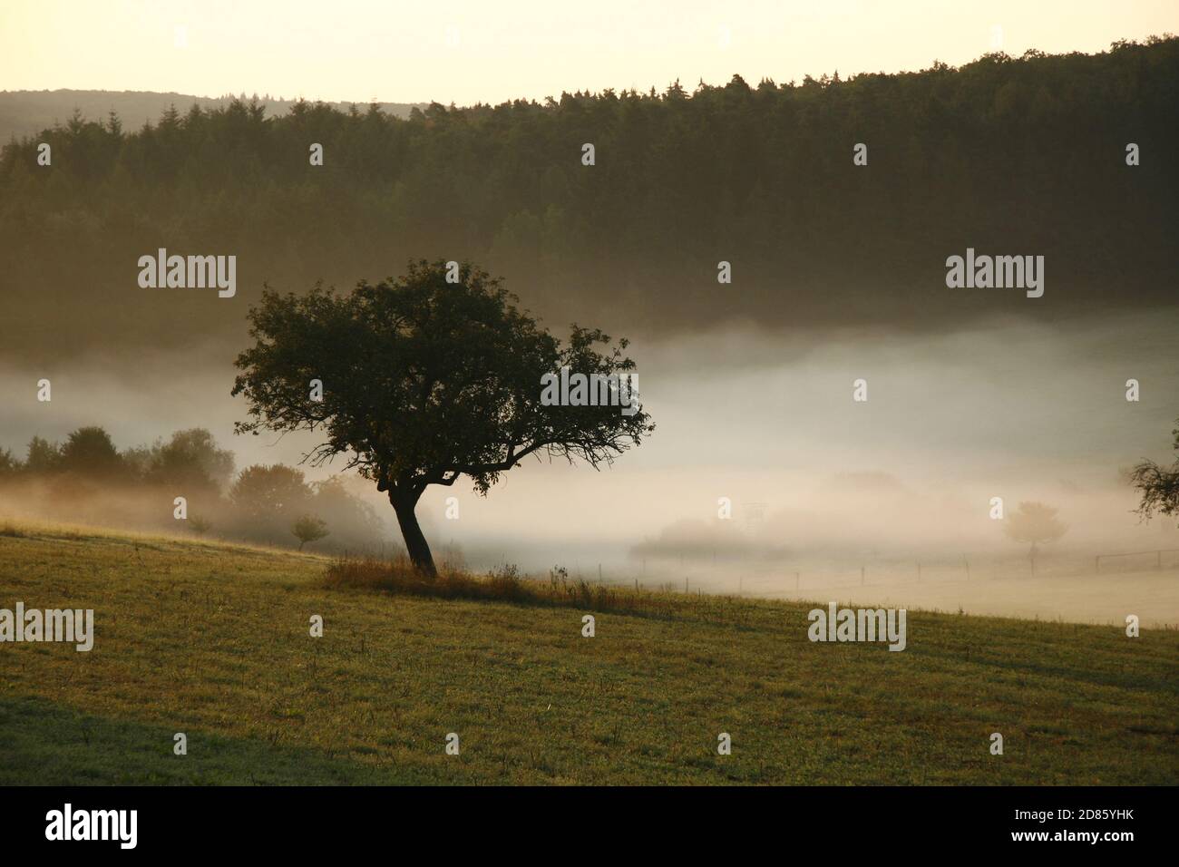 Fresh farm with lone tree hi-res stock photography and images - Alamy