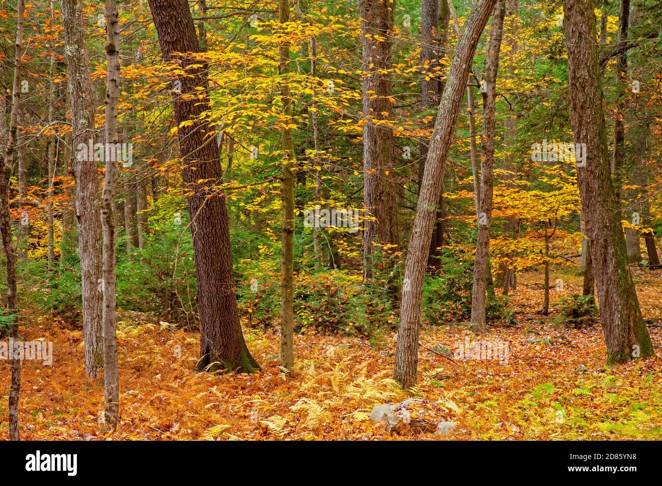 A northern hardwood forest in autumn at Promised Land State Park in ...