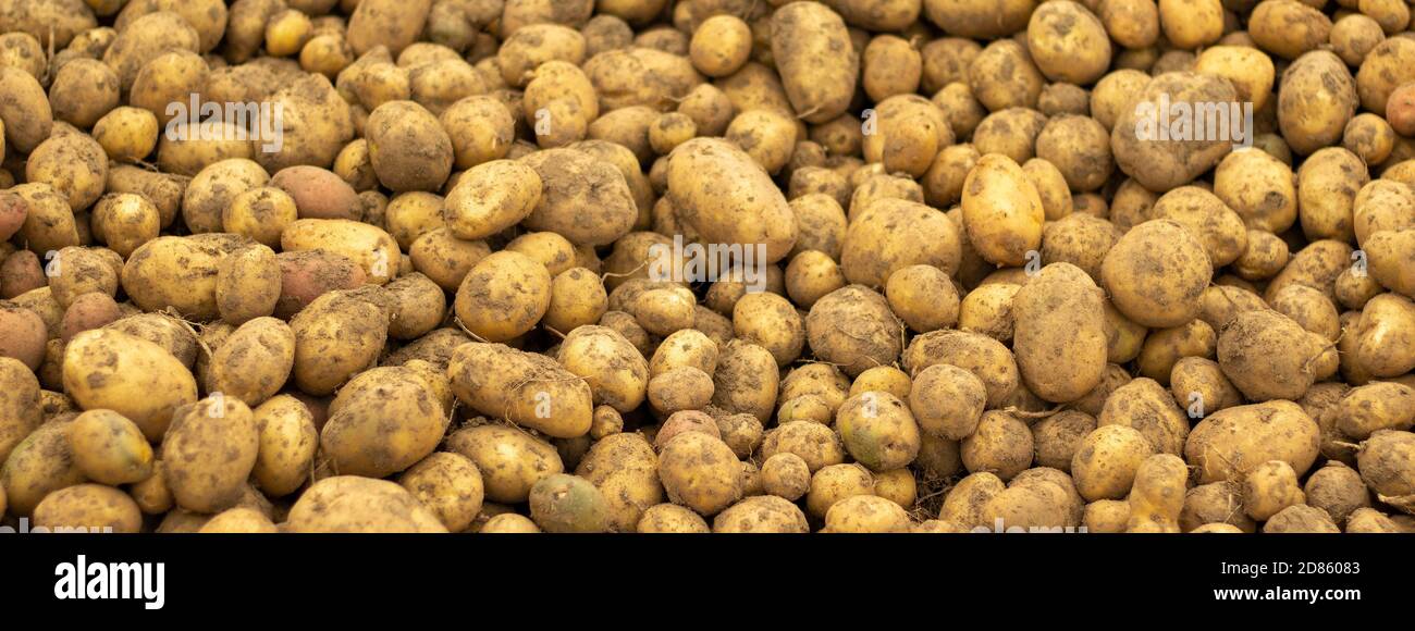 Close up view of a case of a fresh crop of potatoes. Potato background ...