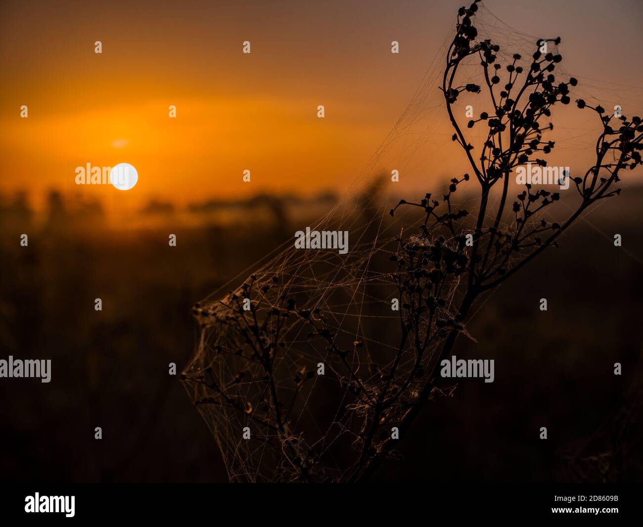 Meadow plant with cobwebs in the rays of the rising sun Stock Photo - Alamy