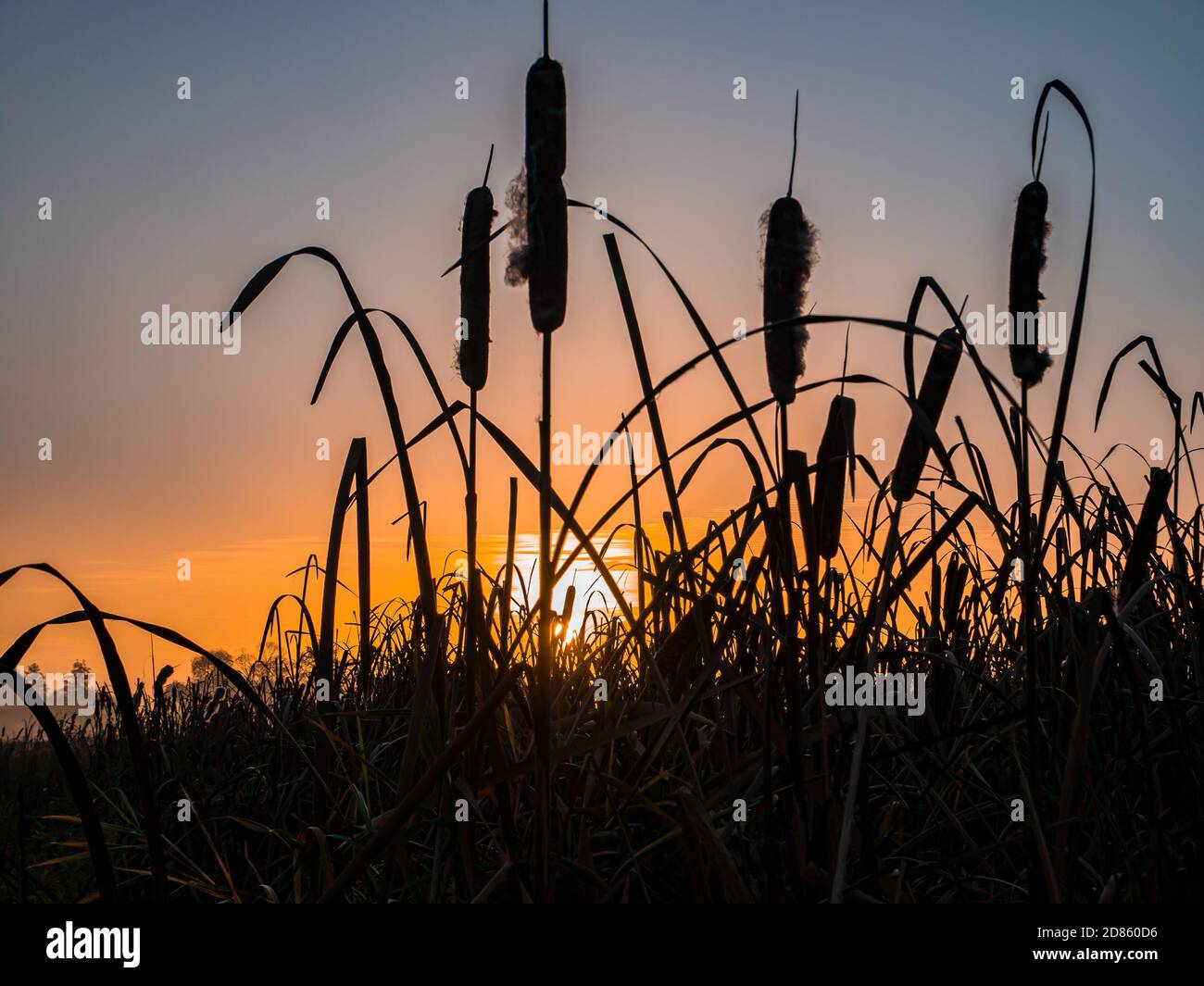 Water reed in the rays of the rising sun Stock Photo - Alamy