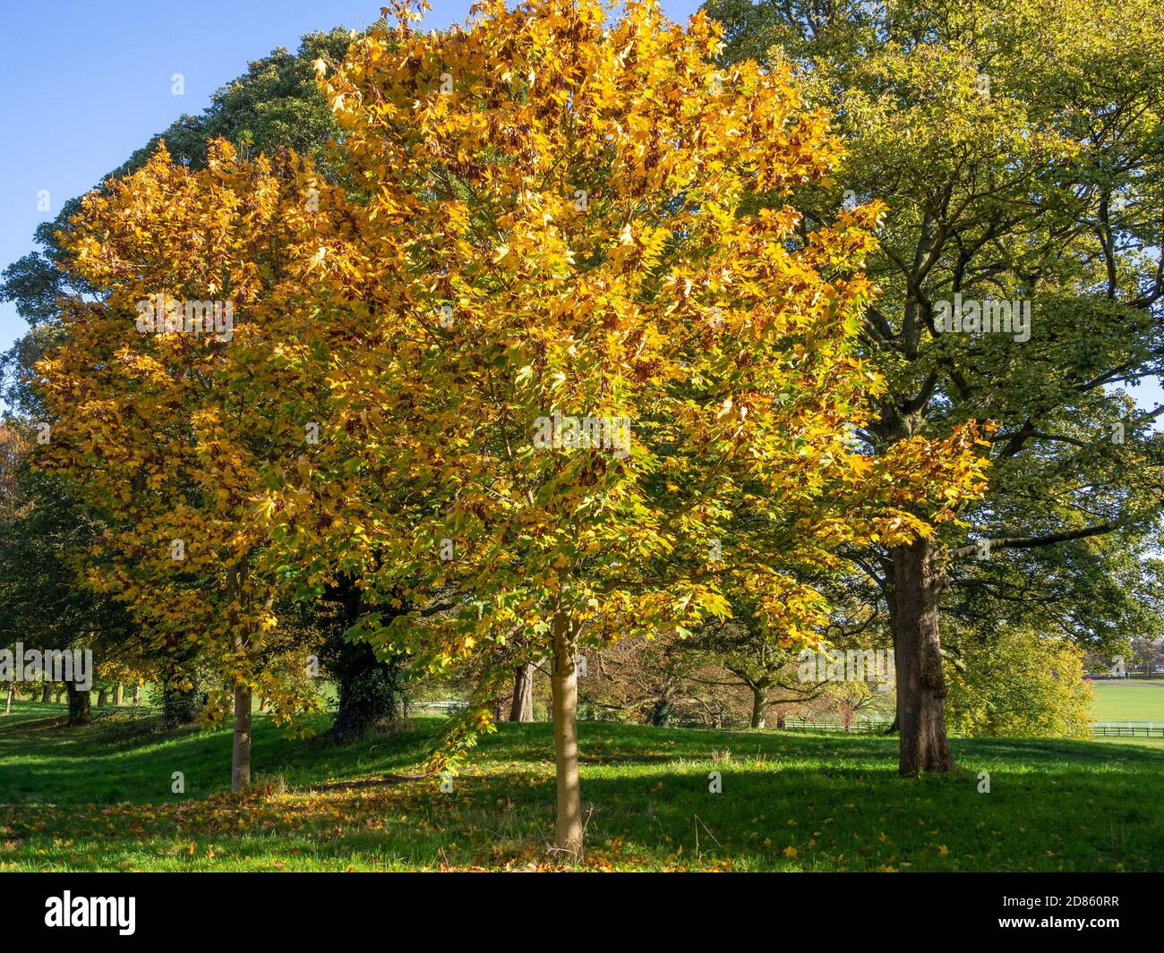Knavesmire york racecourse hi-res stock photography and images - Alamy