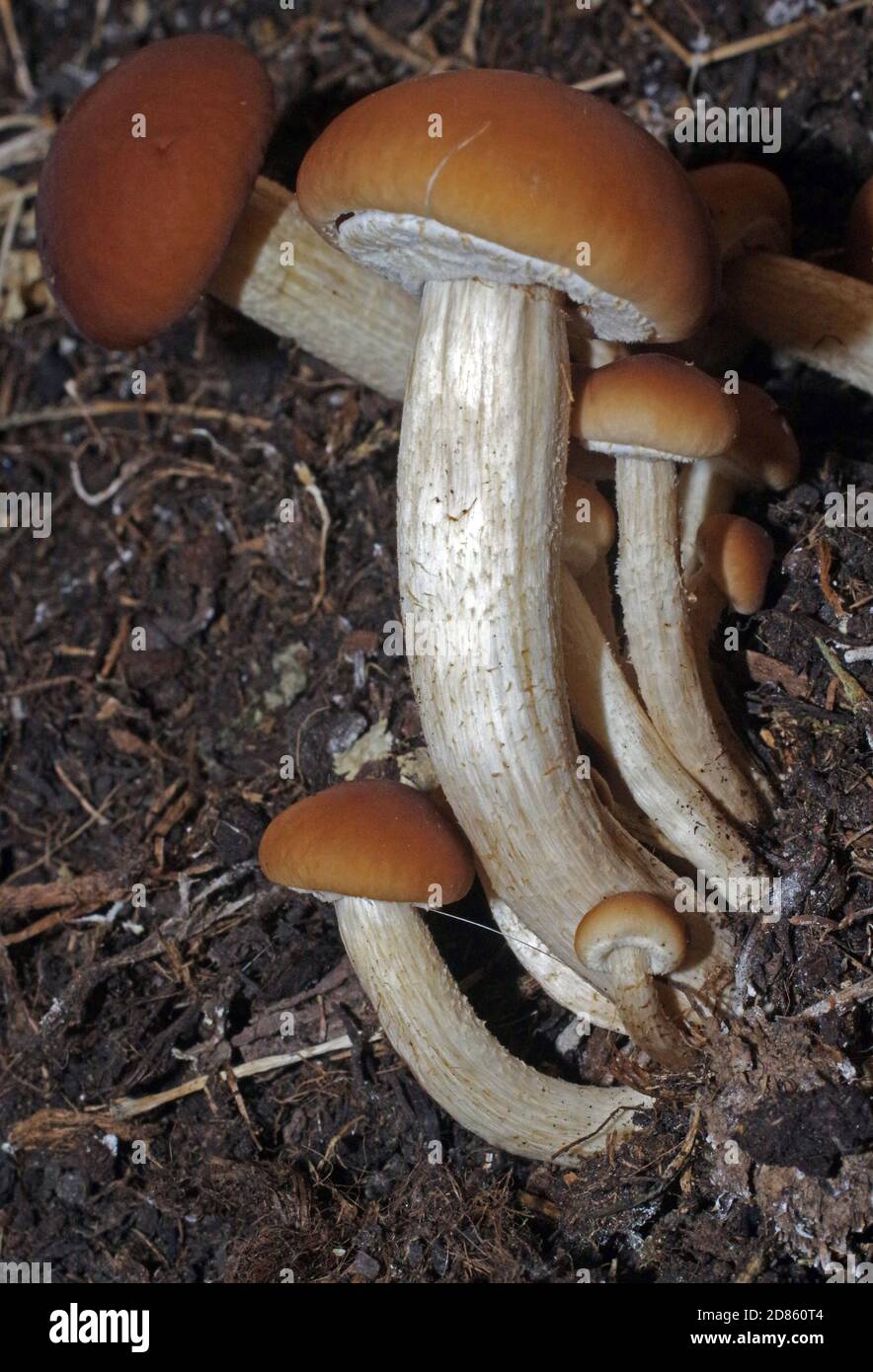 Poplar's mushroom (Cyclocybe aegerita) close-up Stock Photo - Alamy