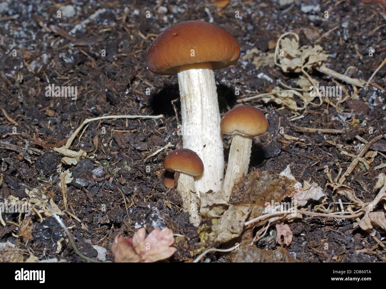 Poplar's mushroom (Cyclocybe aegerita) close-up Stock Photo - Alamy