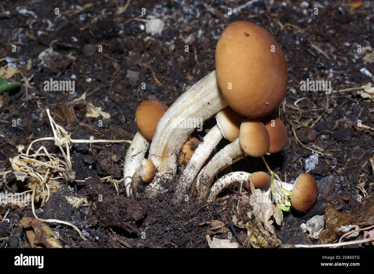 Poplar's mushroom (Cyclocybe aegerita) close-up Stock Photo - Alamy