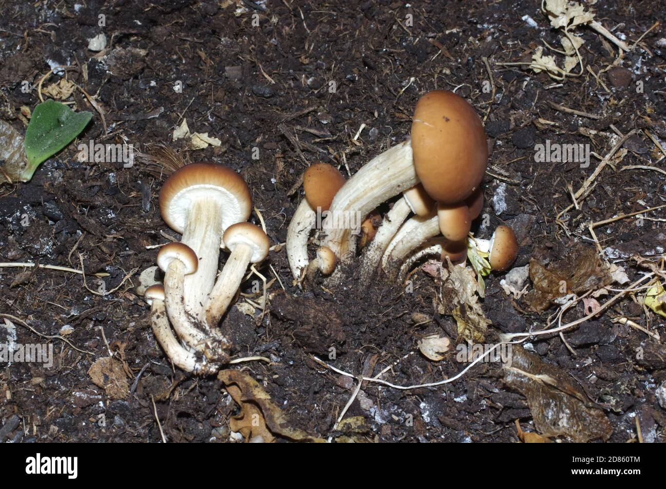 Cyclocybe aegerita hi-res stock photography and images - Alamy