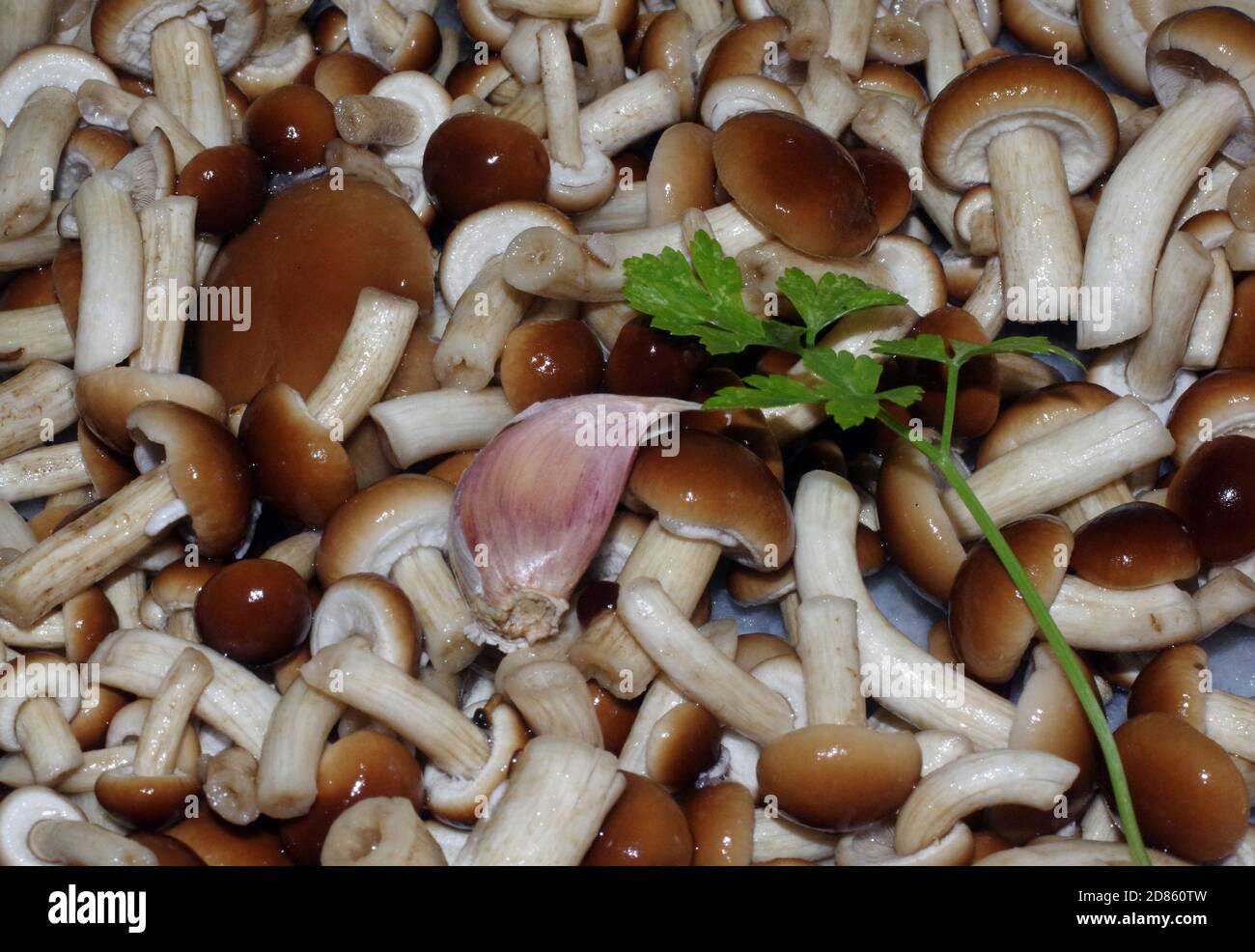 Poplar's mushroom (Cyclocybe aegerita) close-up Stock Photo - Alamy