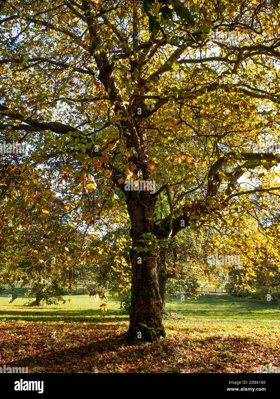 Knavesmire york racecourse hi-res stock photography and images - Alamy