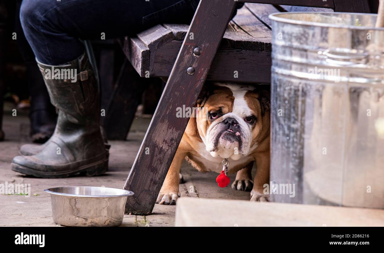 Bulldog sitting underneath chair with owner Stock Photo - Alamy