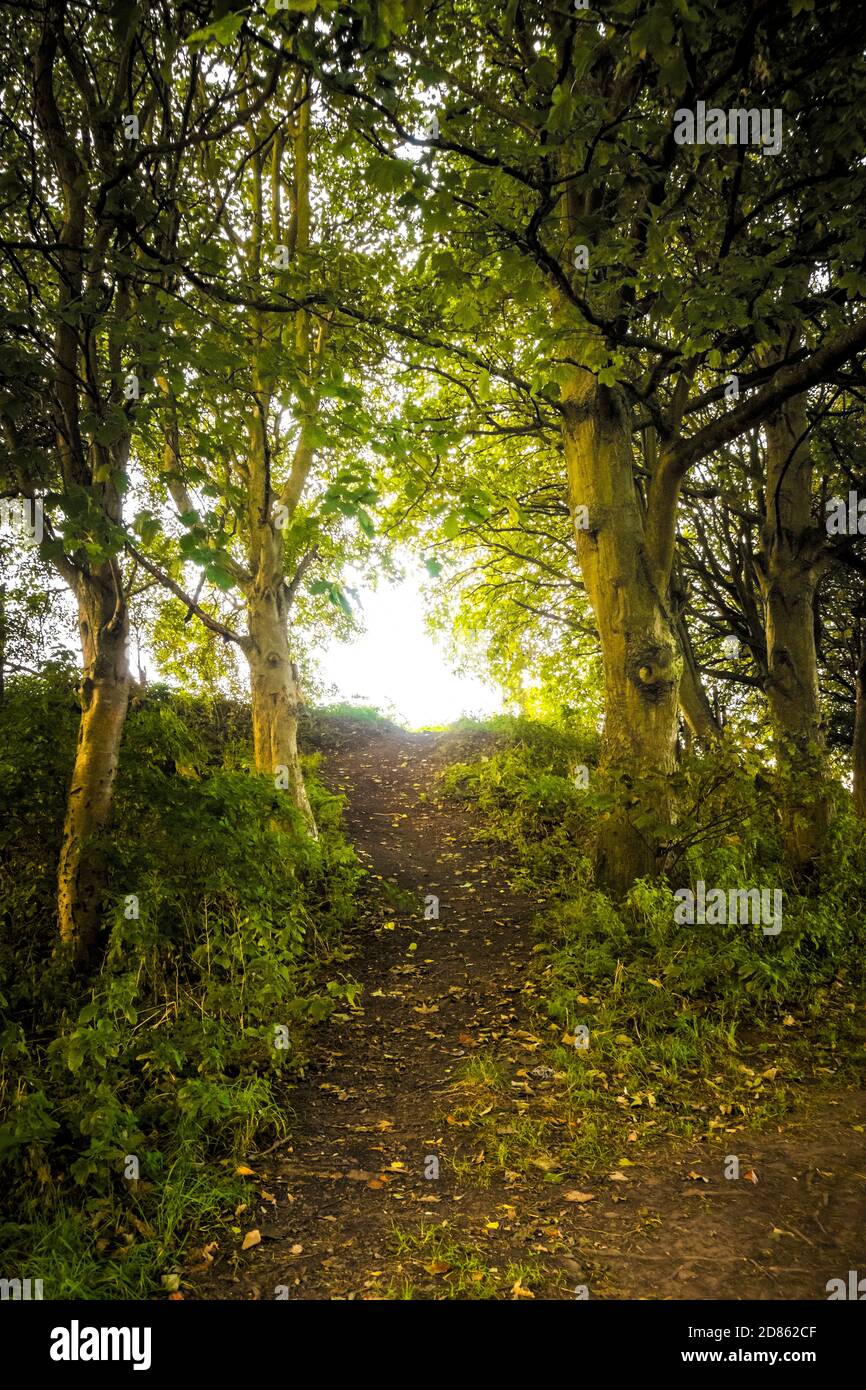 Bare earth path leading up between trees Stock Photo - Alamy