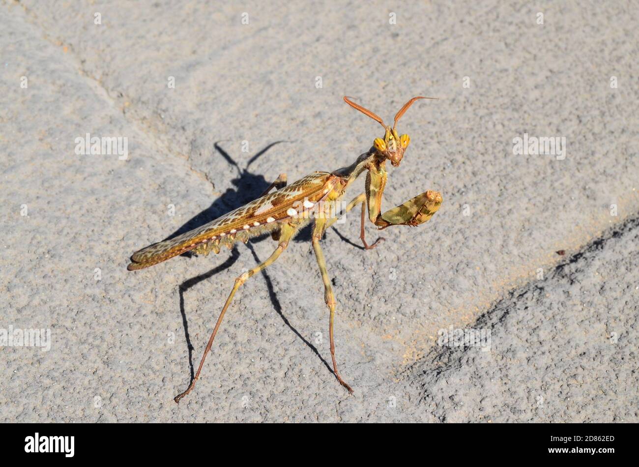 Insect Mantis Religiosa Stock Photo - Alamy