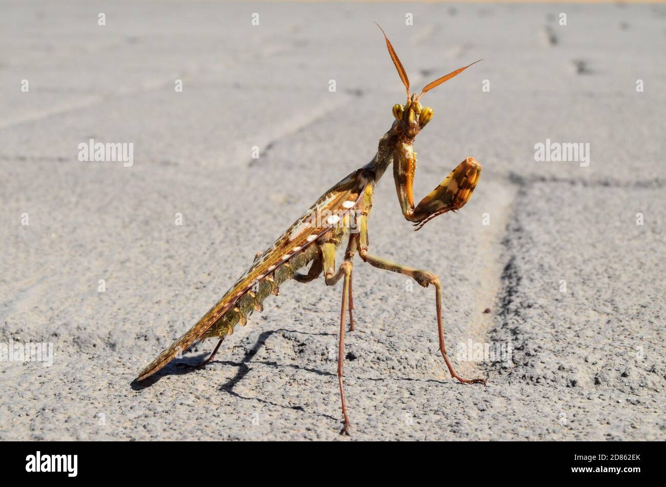 Insect Mantis Religiosa Stock Photo - Alamy